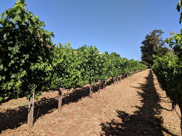 Napa and Sonoma Valley Wine 6 hour Tour from San Francisco - Final Words