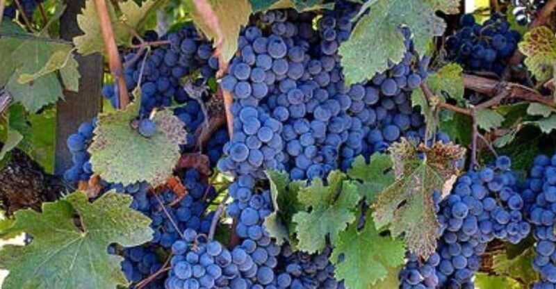 Napa: DeLoach Vineyards Private Wine Tour and Tasting - Key Points
