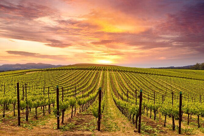 Napa or Sonoma Private Wine Tour from San Francisco - Authentic Traveler Experiences