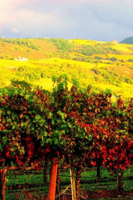 Napa & Sonoma Valley: Judgement of Paris Tour - The Journey Through California Wine History