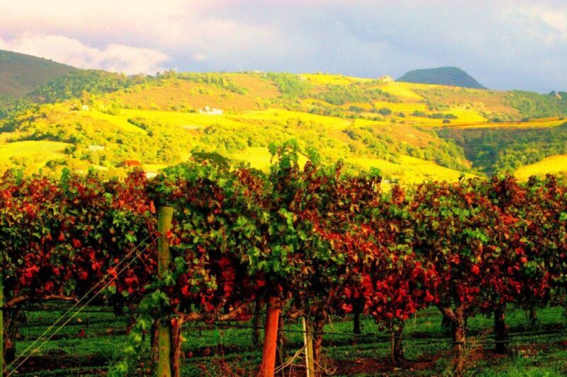 Napa & Sonoma Valley: Judgement of Paris Tour - The Experience: What Makes It Stand Out