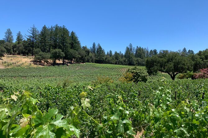 Napa & Sonoma Wine Tour | 6-8hr Private Fully Customized.*XL SUV - Final Thoughts