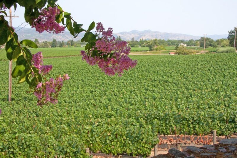 Napa Valley: Driver & Guide Service California wine country - The Sum Up