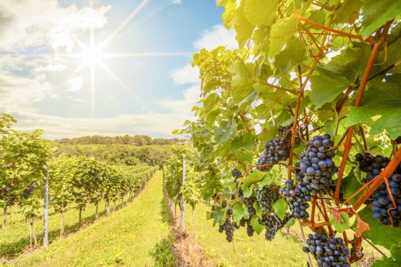 Napa Valley: Guided Wine Tour with Picnic Lunch - Why Choose This Napa Valley Guided Wine Tour?