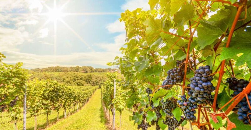 Napa Valley: Guided Wine Tour with Picnic Lunch - Transportation and Practical Details
