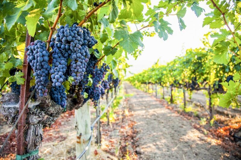 Napa Valley: Guided Wine Tour with Picnic Lunch - The Authentic Touch: What Travelers Love