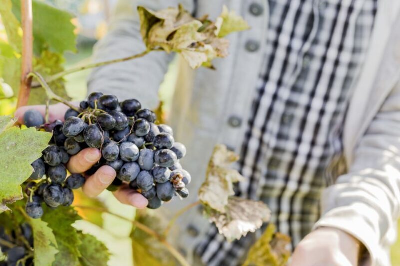 Napa Valley: Guided Wine Tour with Picnic Lunch - The Final Word