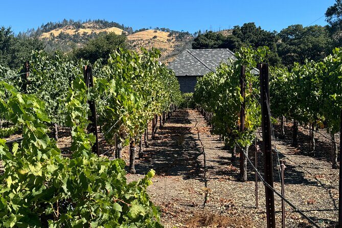 Napa Valley Luxury Wine Tours & Car Services - A Journey in Comfort and Style