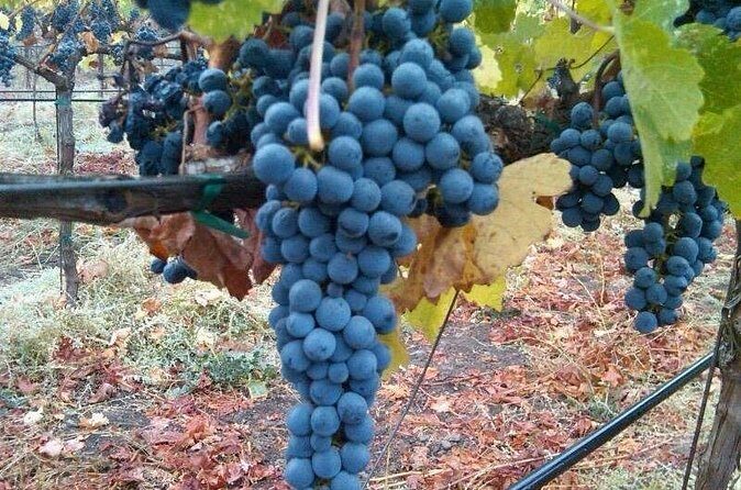 Napa Valley Wine Tour with Premium Transportation - The Itinerary: What to Expect