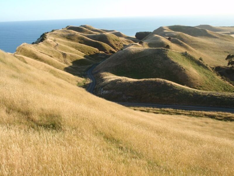 Napier: Cape Kidnappers Gannet, Nature & Sightseeing Tour - The Practicalities: Transportation, Duration, and Cost