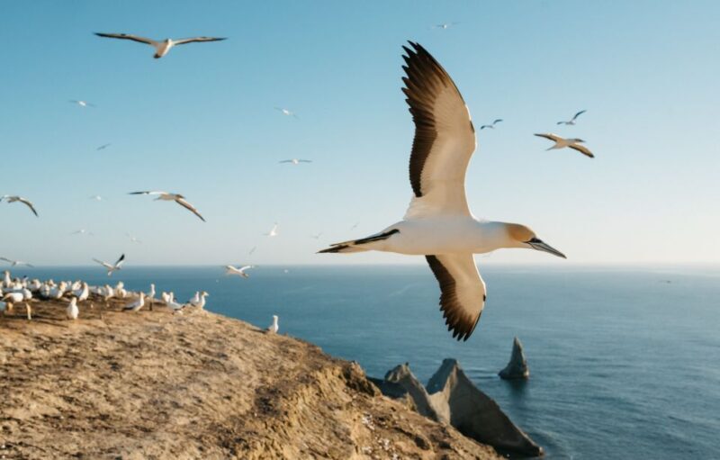 Napier: Cape Kidnappers Gannet, Nature & Sightseeing Tour - Final Thoughts: Is It Worth It?
