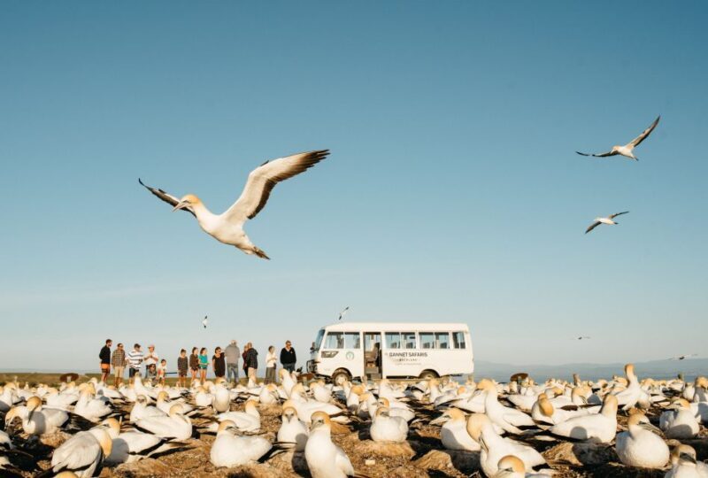 Napier: Cape Kidnappers Gannet, Nature & Sightseeing Tour - FAQ: Your Practical Questions Answered