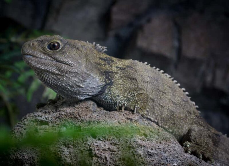 Napier: National Aquarium of New Zealand General Admission - A Closer Look at the Aquarium Experience