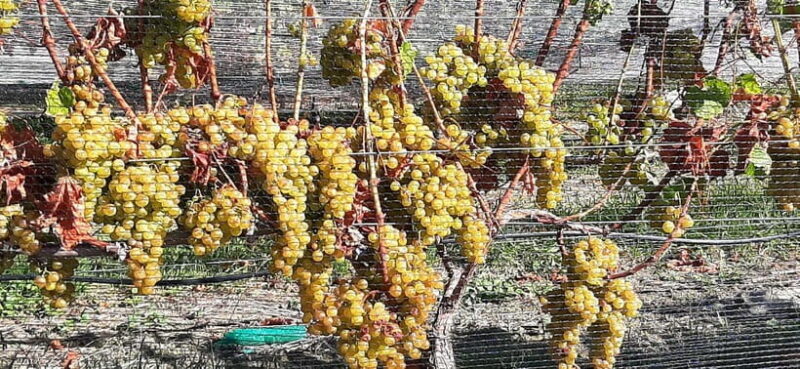 Napier: Winery + Gin Tasting Tour with Lunch Thu Fri Sat - Key Points