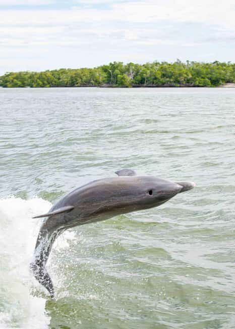 Naples: 10,000 Islands Boat and Wildlife Tour - An Honest Look at the Experience
