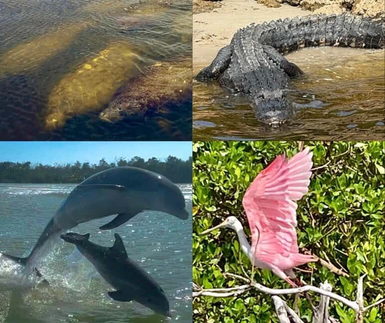 Naples, FL: Manatee, Dolphin, 10,000 Islands Beach Eco Tour - Key Points