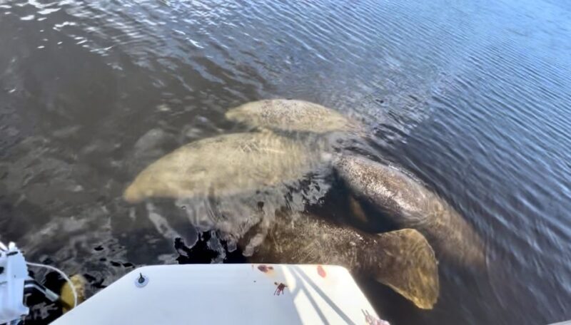 Naples, FL: Manatee, Dolphin, 10,000 Islands Beach Eco Tour - A Practical and Pleasurable Adventure in the Everglades