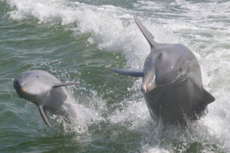 Naples, FL: Manatee, Dolphin, 10,000 Islands Beach Eco Tour - Key Points