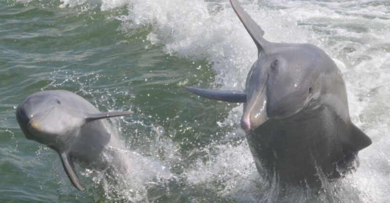 Naples, FL: Manatee, Dolphin, 10,000 Islands Beach Eco Tour - What Makes This Tour a Good Choice?