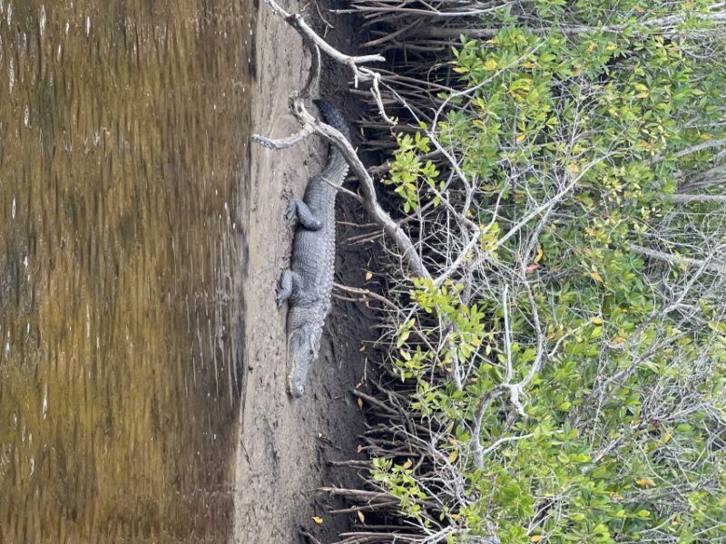 Naples, FL: Manatee, Dolphin, 10,000 Islands Beach Eco Tour - Practical Aspects and Why They Matter