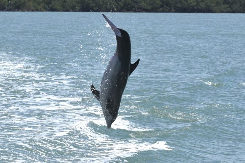 Naples, FL: Manatee, Dolphin, 10,000 Islands Sunset Cruise - A Deep Dive into the Sunset Cruise Experience