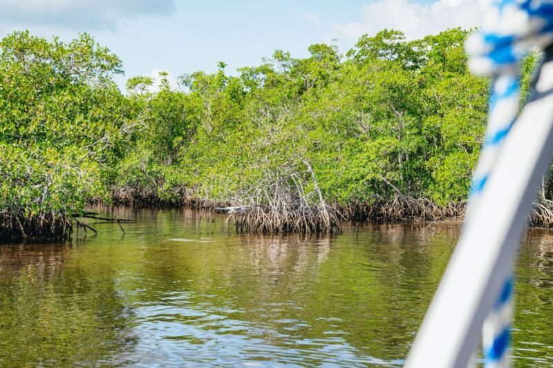 Naples, FL: Manatee Sightseeing and Wildlife Boat Tour - Final Thoughts on the Naples Wildlife Boat Tour