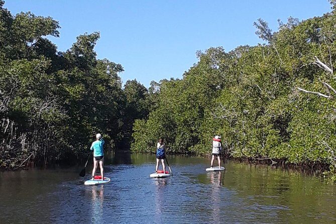 Naples Fl, Paddleboard Mangrove Forest Tour - The Location & How to Prepare