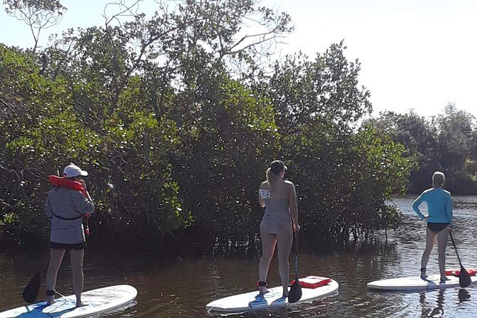 Naples Fl, Paddleboard Mangrove Forest Tour - Real Reviews: What Others Have Said
