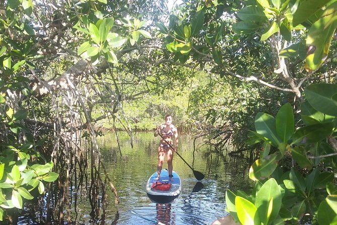 Naples Fl, Paddleboard Mangrove Forest Tour - The Sum Up: Who Will Love This Tour?