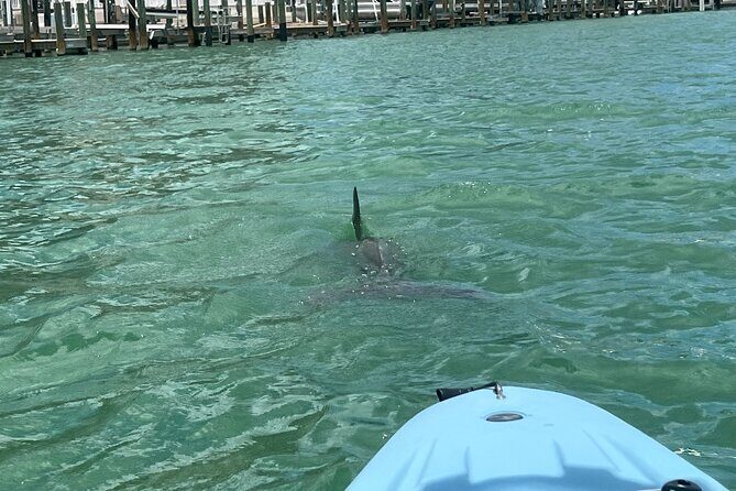 Naples Guided Sunset Kayak Tour Activity - An Honest Look at the Sunset Kayak Experience