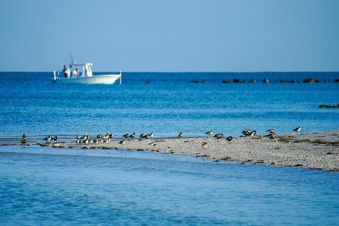 Naples Half-Day Private Eco Tour and Shelling Trip - Why This Tour Offers Good Value