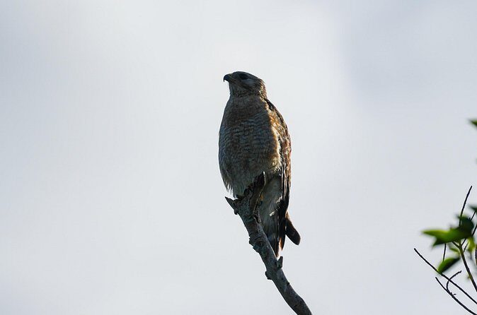 Naples Half-Day Private Eco Tour and Shelling Trip - Who Is This Tour Best For?