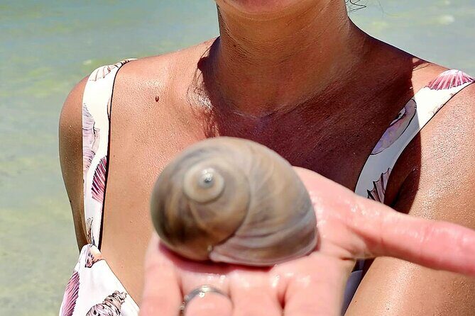 Naples Keewaydin Shelling Dolphin and Beach Tours - A Detailed Look at the Tour Experience