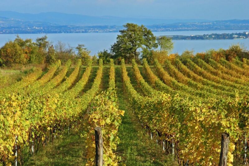 Naples: Pompeii, Vesuvius and Wine Tasting Tour - Key Points