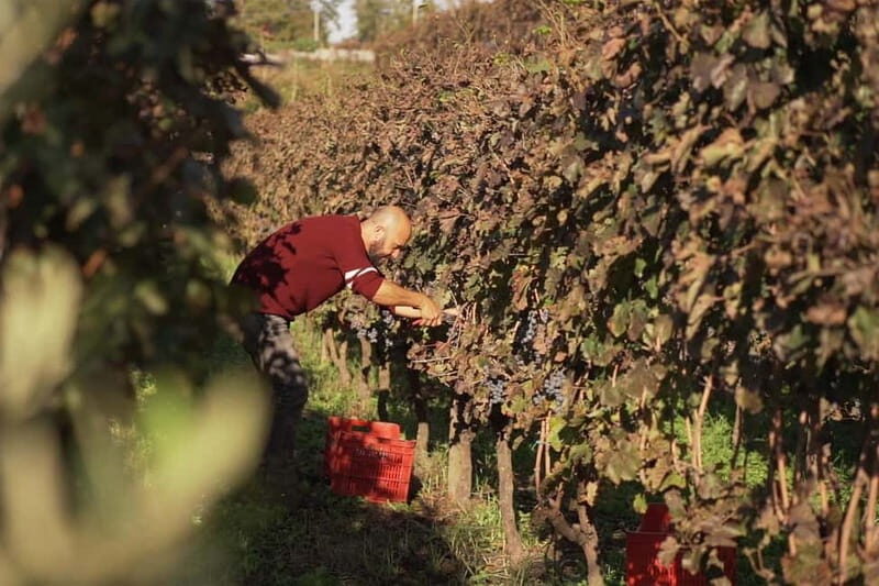 Naples Tuk Tuk Experience: Panoramas and Vineyards. - Logistics and Practicalities