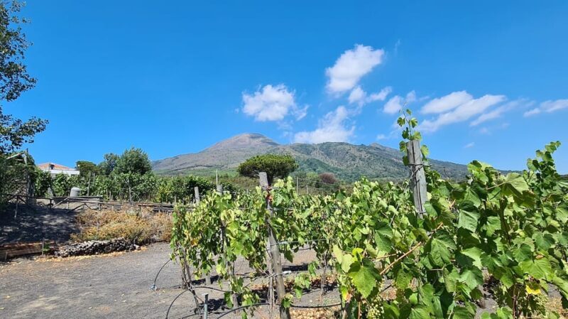 Naples: Vesuvius and Wine Tasting Experience - Key Points