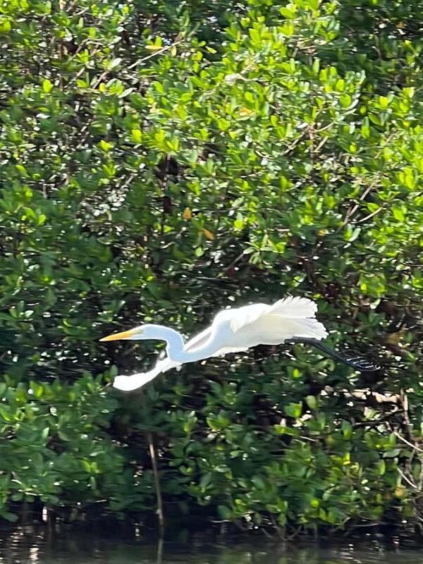 Naples: Wiggins Pass Clear Kayak Eco Tour - Key Points