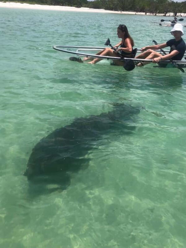 Naples: Wiggins Pass Clear Kayak Eco Tour - Analyzing the Price and Overall Value