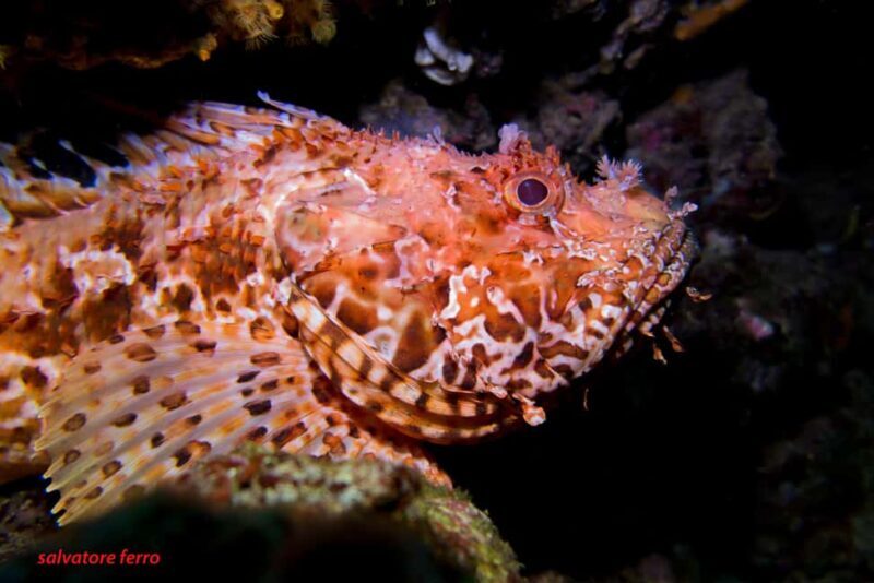 Napoli: Dive or Discover Scuba Diving in the Park of Baia - FAQ Section
