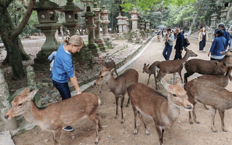 Nara: 3-Hour Guided Tour with Deer, Great Buddha & Shrines - A Close Look at the Experience