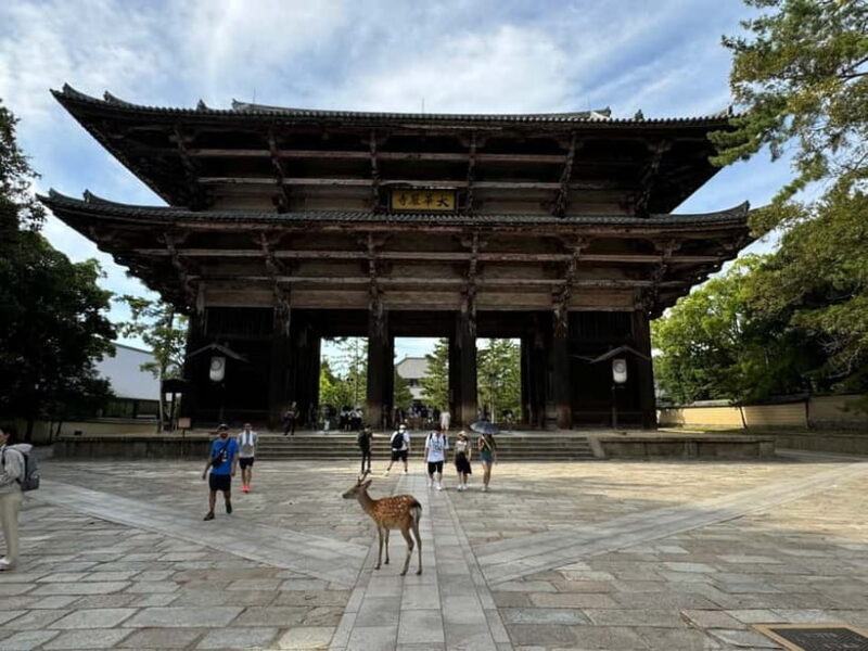 Nara: 3-Hour Guided Tour with Deer, Great Buddha & Shrines - Is This Tour Worth the Price?