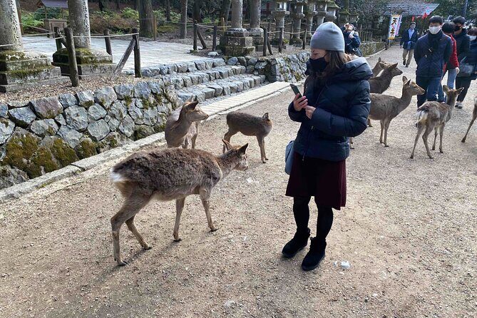 Nara 6hr Private Tour with Government-Licensed Guide - FAQs