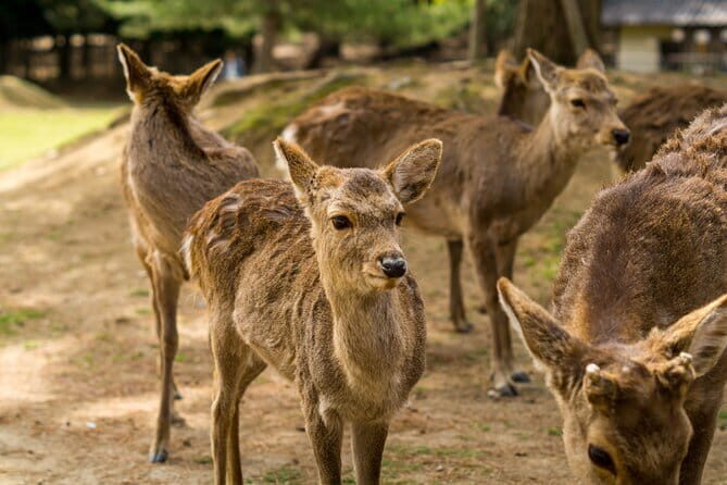 NARA and KYOTO 1 Day Bus Tour - FAQs