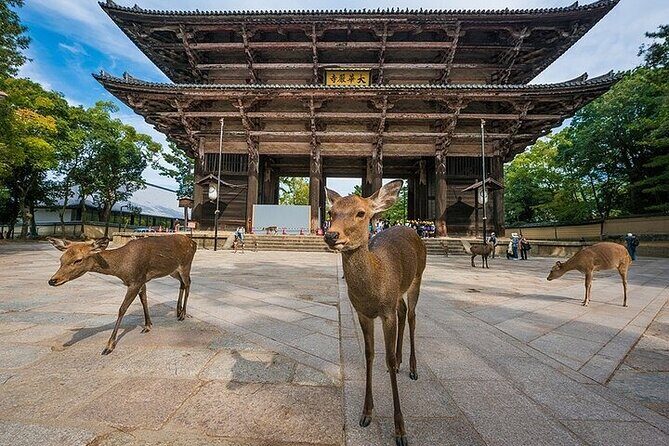 Nara and Osaka Tour from Osaka or Kobe Port - Key Points