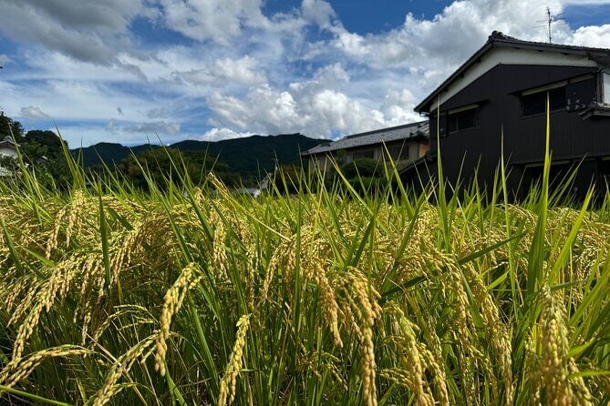 Nara: Asuka, Ancient Capital & Future Heritage Private Tour - Transportation and Meeting Logistics