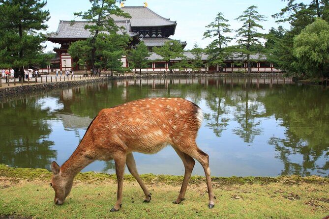 Nara Day Trip from Osaka with a Local: Private & Personalized - Key Points