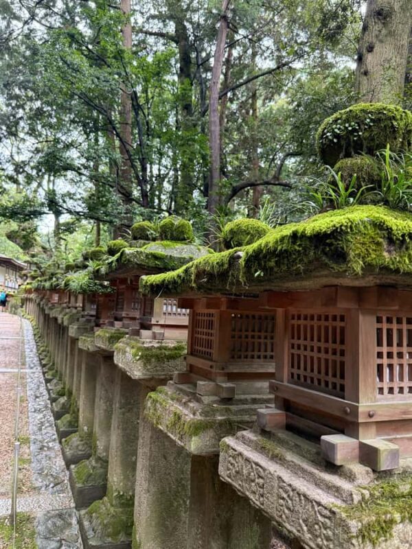 Nara: Deer, Temples, and Hidden Lanes Tour - What Makes This Tour Special?