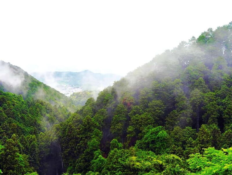 Nara: Discover a Giant Stone Buddha in the Forest Hills - A Closer Look at the Experience