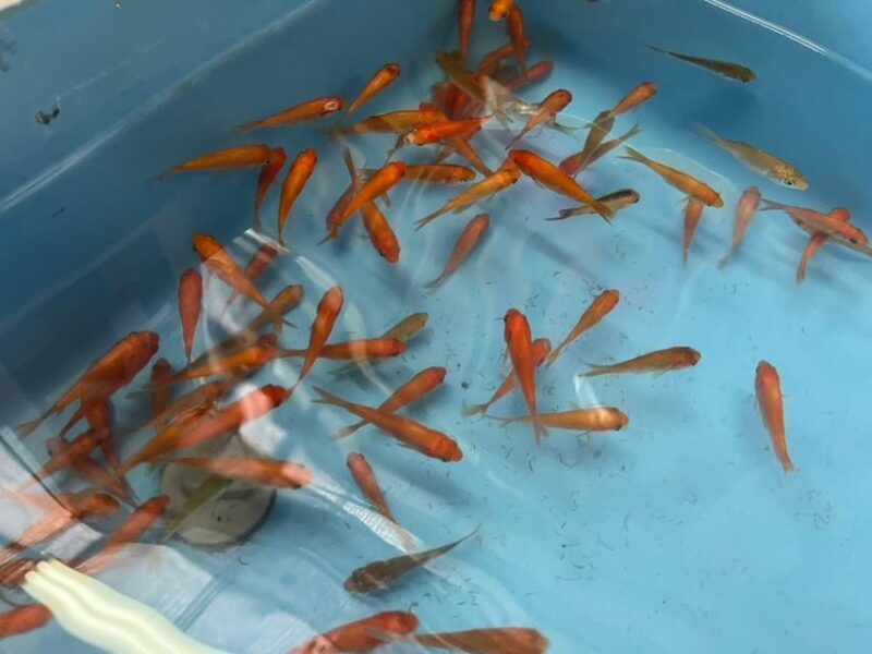 Nara: Discover Koriyamas Goldfish Charm - 2-Hour - Key Points