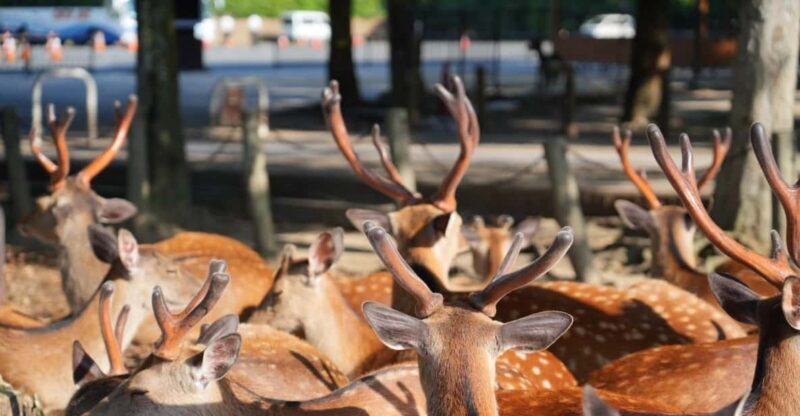 Nara Early Bird Tour (Kyoto Departure Option Available) - The Value of This Tour